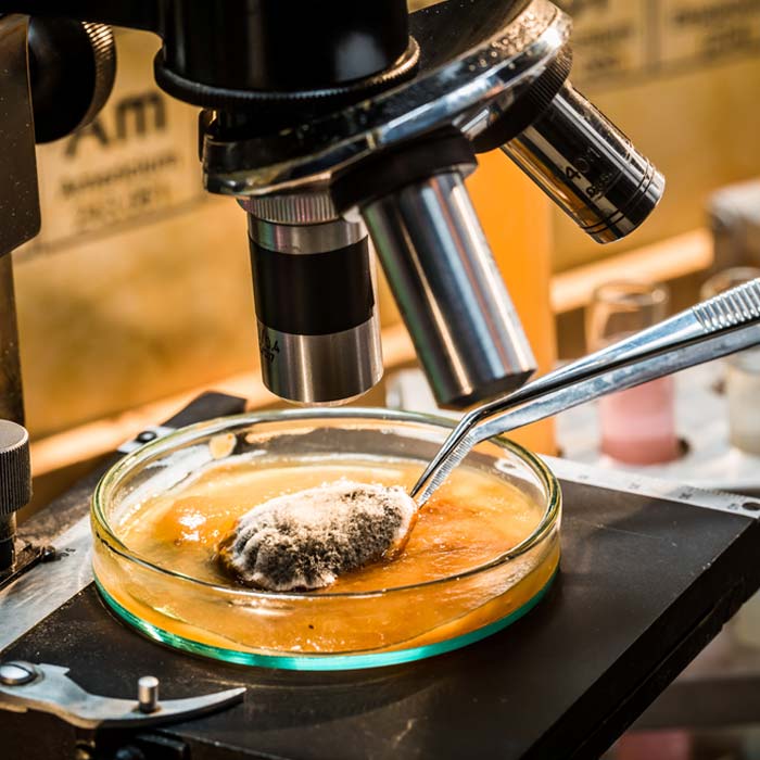 Mold Testing and Removal Florida | Mold and Environmental